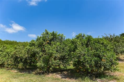 Premium Photo Orange Fruit On The Orange Tree In The Summer Garden