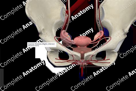 Ovarian Medulla Right Inferior Complete Anatomy