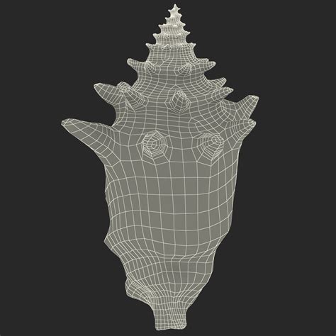 Conch Shell 3D Model $39 - .max .3ds .obj .ma .c4d - Free3D