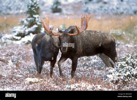 Moose Mating Hi Res Stock Photography And Images Alamy