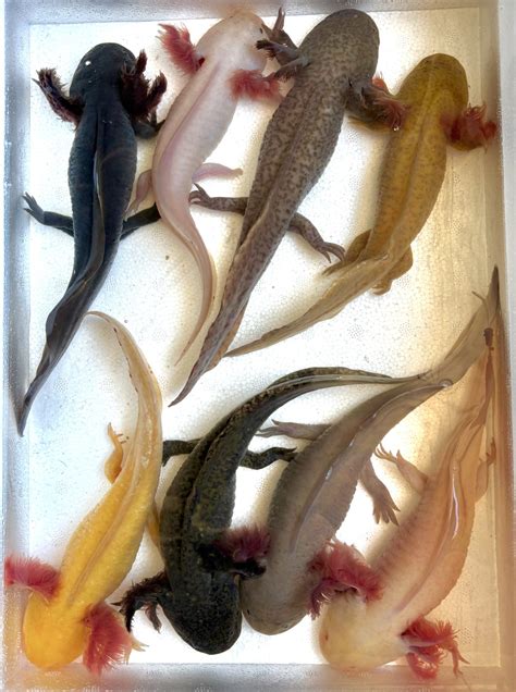 Different Axolotl Colors