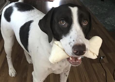 Border Collie Pointer Mix