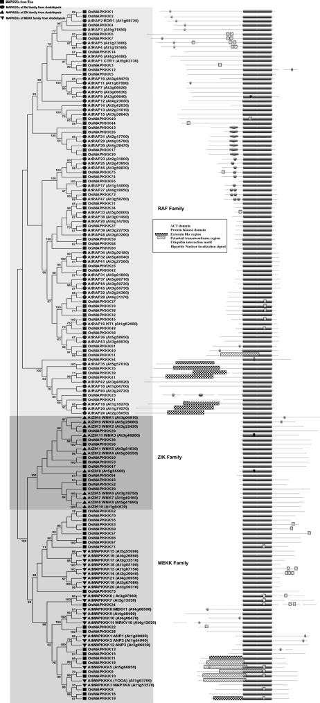 Phylogenetic Tree And Domain Organization Of Mapkkks From Rice And