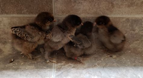 Pioneer Poultry 4 Week Old Cochin Pullets For Sale 10