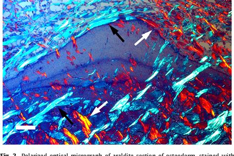 figure 3 from the multiscale hierarchical structure of heloderma
