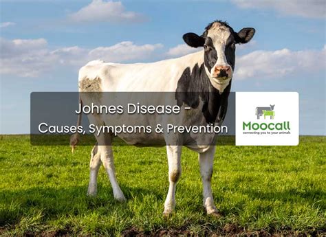 Johnes Disease Causes Symptoms And Prevention