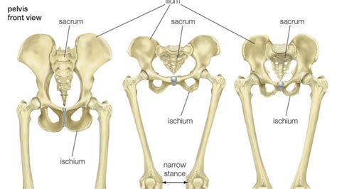 Pelvis Definition Anatomy Diagram And Facts Britannica