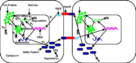 Figure 1 From Measurement Of Phase Synchrony Of Coupled Segmentation