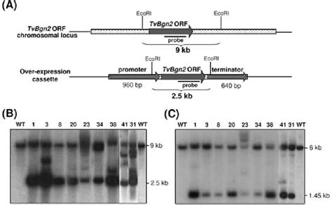 Figure 1 From Enhanced Biocontrol Activity Of Trichoderma Virens Transformants Constitutively