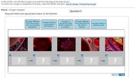 Solved Which Of The Following Statements Describe The Normal