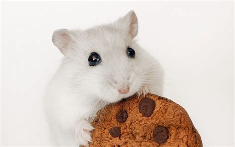 🔥 Free Download Pics Photos Funny Hamster Desktop Wallpaper By Kevino