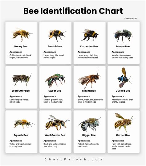 Bee Identification Chart Bee Species By Size Color And Unique Markings