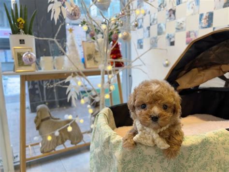 싸개싸개 무료강아지분양사이트