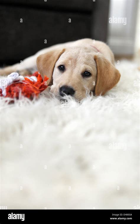 Yellow Labrador Retriever Puppy Aged Weeks Old Exploring Her New Home Stock Photo Alamy