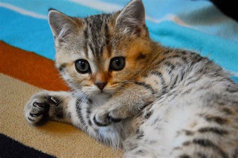 Британски котета златна чинчила Британска късокосместа 2 месеца Мъжко Котки продава