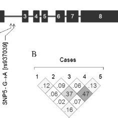 A Schematic Diagram Drawn Not To Scale Showing The Exon Intron Download Scientific Diagram