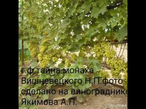 Виноград Вишневецкого Н.П. г.ф.Тайна монаха - YouTube