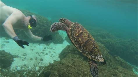 Костенурка Youtube