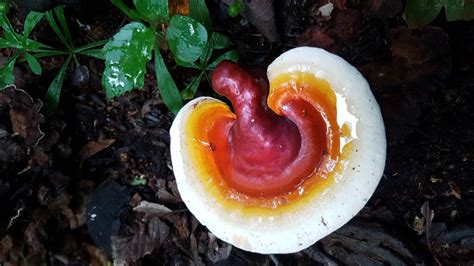 Ganoderma Lucidum Lingurița Zânei Identificare și Proprietăți