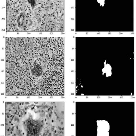 Types Of Multi Nucleated Cells Download Scientific Diagram