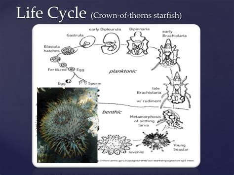 Ppt Echinoderms Powerpoint Presentation Id6875427
