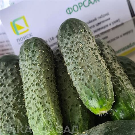 Огурец Форсаж - купить семена с доставкой по России