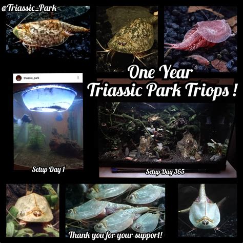 Triassic Park Triops One Year Rtriops