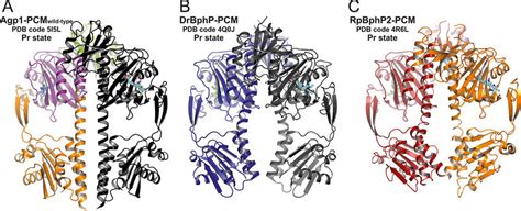 Comparison Of Parallel Dimer Structures In Prototypical Phytochromes In