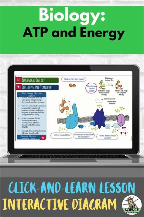 Biochemistry Phospholipids Sphingolipids Artofit