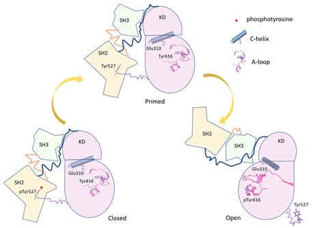 Scheme Of The Principal Conformational States Of The Full Length Src