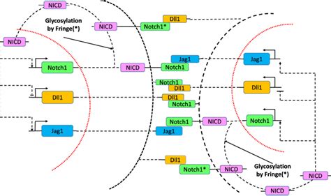 System For Signal Integration In The Intracellular And Intercellular Download Scientific
