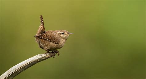 Small Brown Birds And How To Identify Them