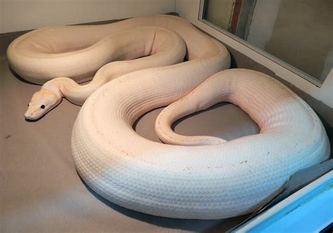 An Ivory Morph Reticulated Python Rreallifeshinies