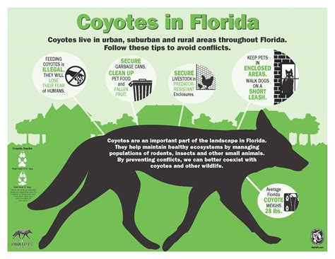 Coyotes City Of Orlando