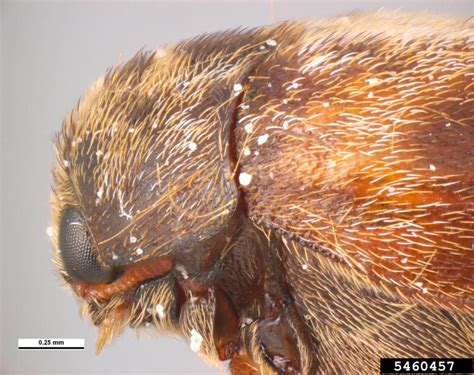 Warehouse Beetle Trogoderma Variabile Ballion 1878