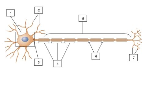 Diagram Practice 8 Diagram Quizlet Diagram Practice 8 Diagram Quizlet