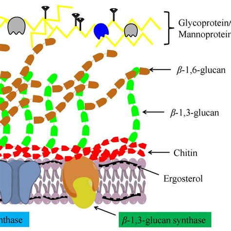 Amino Acid Biosynthetic Genes In Yeast At Brandon Banks Blog