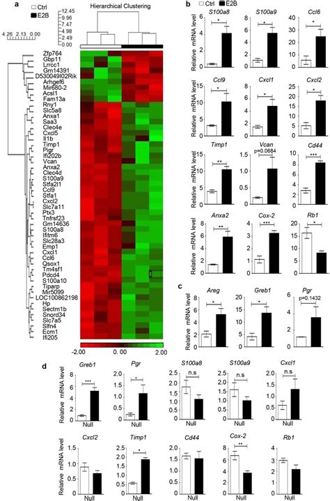 Microarray Analysis Of The Effect Of Estrogen On Global Gene Expression Download Scientific