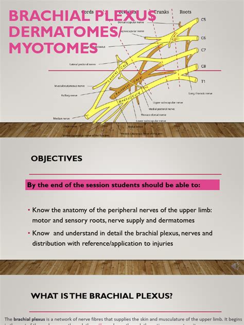 Brachial Plexus And Dermatomes Myotomes 2024 Pdf Arm Anatomical Terms Of Motion