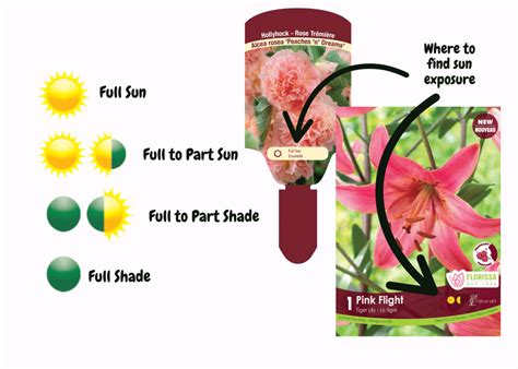 A Gardeners Guide To Sun Exposure Water Requirements And More Florissa