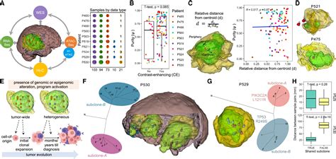 Glioblastoma Evolution And Heterogeneity From A D Whole Tumor Perspective Cell