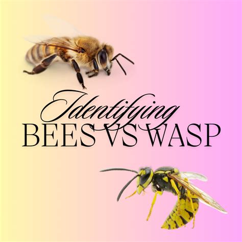 Identifying Bees Vs Wasps Know The Difference