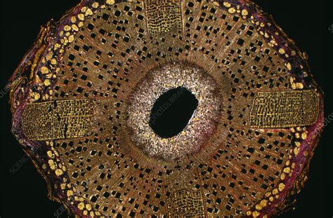 Plant Stem Light Micrograph Stock Image B725 0306 Science Photo Library