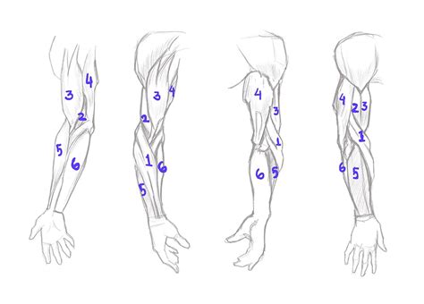 How To Draw A Bicep Morris Twounds