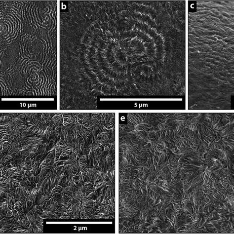 Sample Preparation Procedures Used For Preparing Thin Film Shaped Download Scientific Diagram