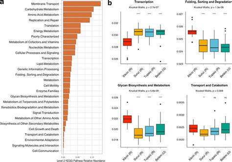 Functional Predictions Based On Picrust Results A Relative Abundance