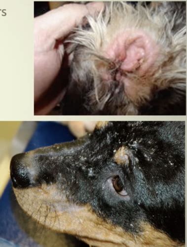 Dermatology Topic 4 Pustules Pyoderma And Putrid Pinnae Flashcards Quizlet