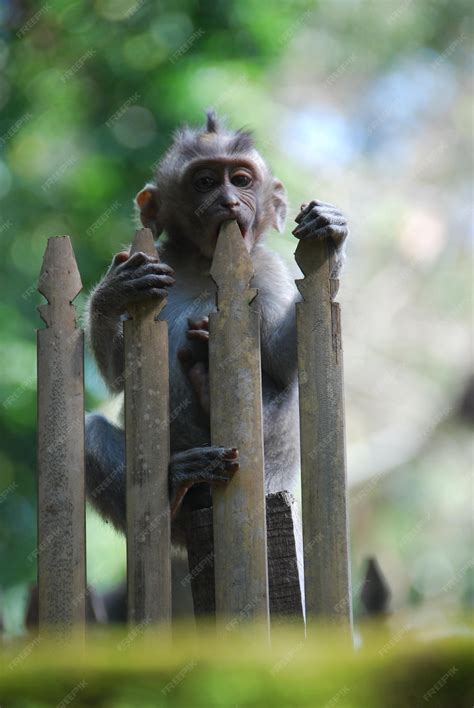 Singes Dans La Forêt Des Singes Dubud Bali Indonésie Photo Premium