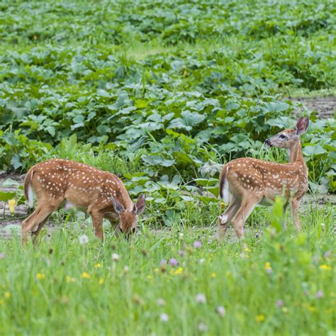 Deer And Turkey Habitat Wildflower And Grass Seed Mix Vermont