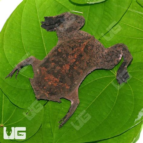 Pipa Pipa Toads For Sale Underground Reptiles